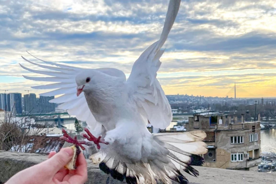 Чем кормить голубей - 2000 RU